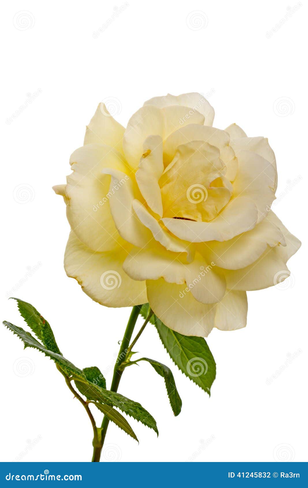 Light Yellow Rose Background