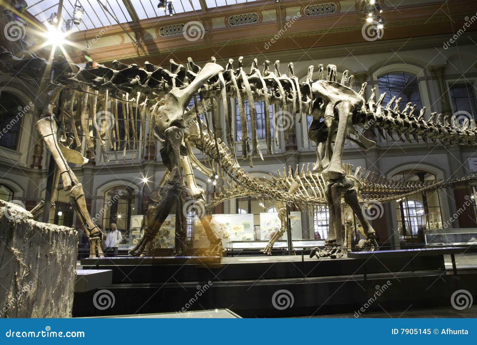 Paleontological Museum in Berlin Editorial Image - Image of jurassic ...