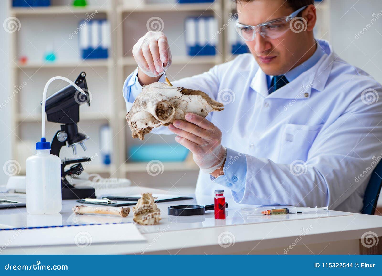 The Paleontologist Looking at Extinct Animal Bone Stock Photo - Image ...
