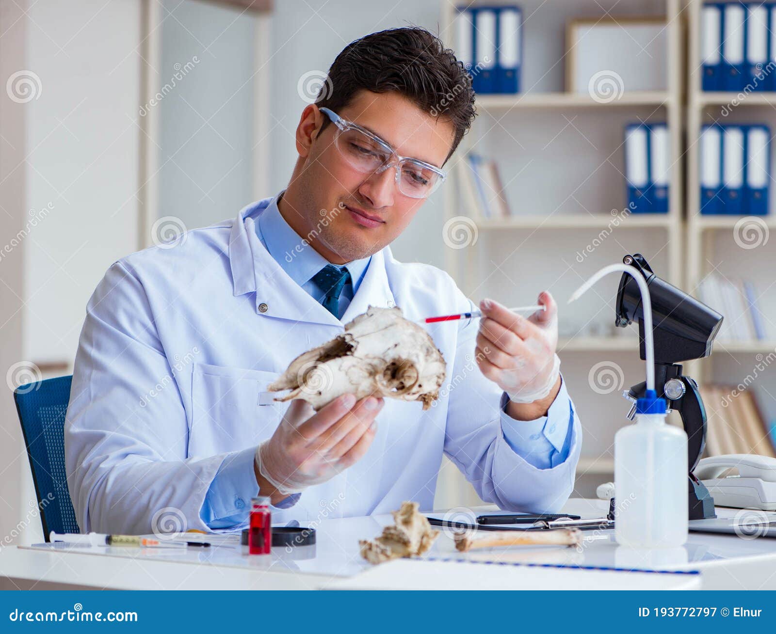 Paleontologist Looking at Extinct Animal Bone Stock Image - Image of ...