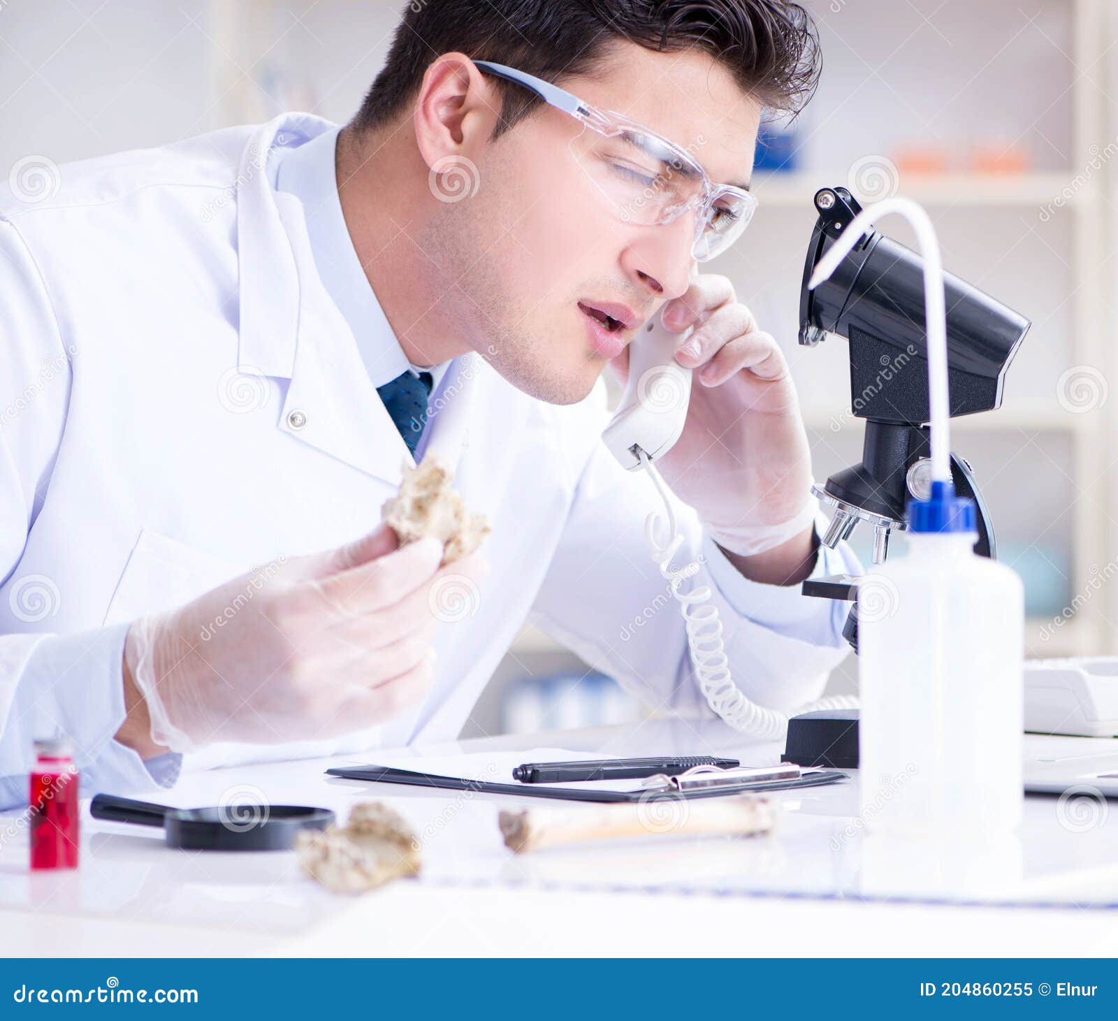Paleontologist Looking at Extinct Animal Bone Stock Image - Image of ...