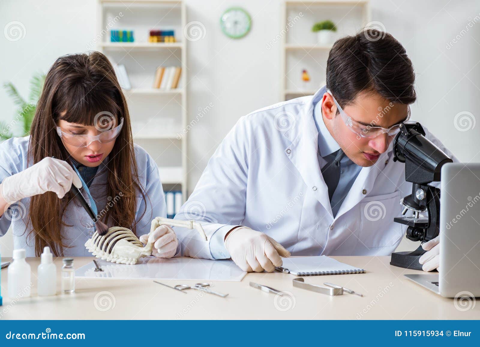The Paleontologists Looking at Bones of Extinct Animals Stock Photo ...