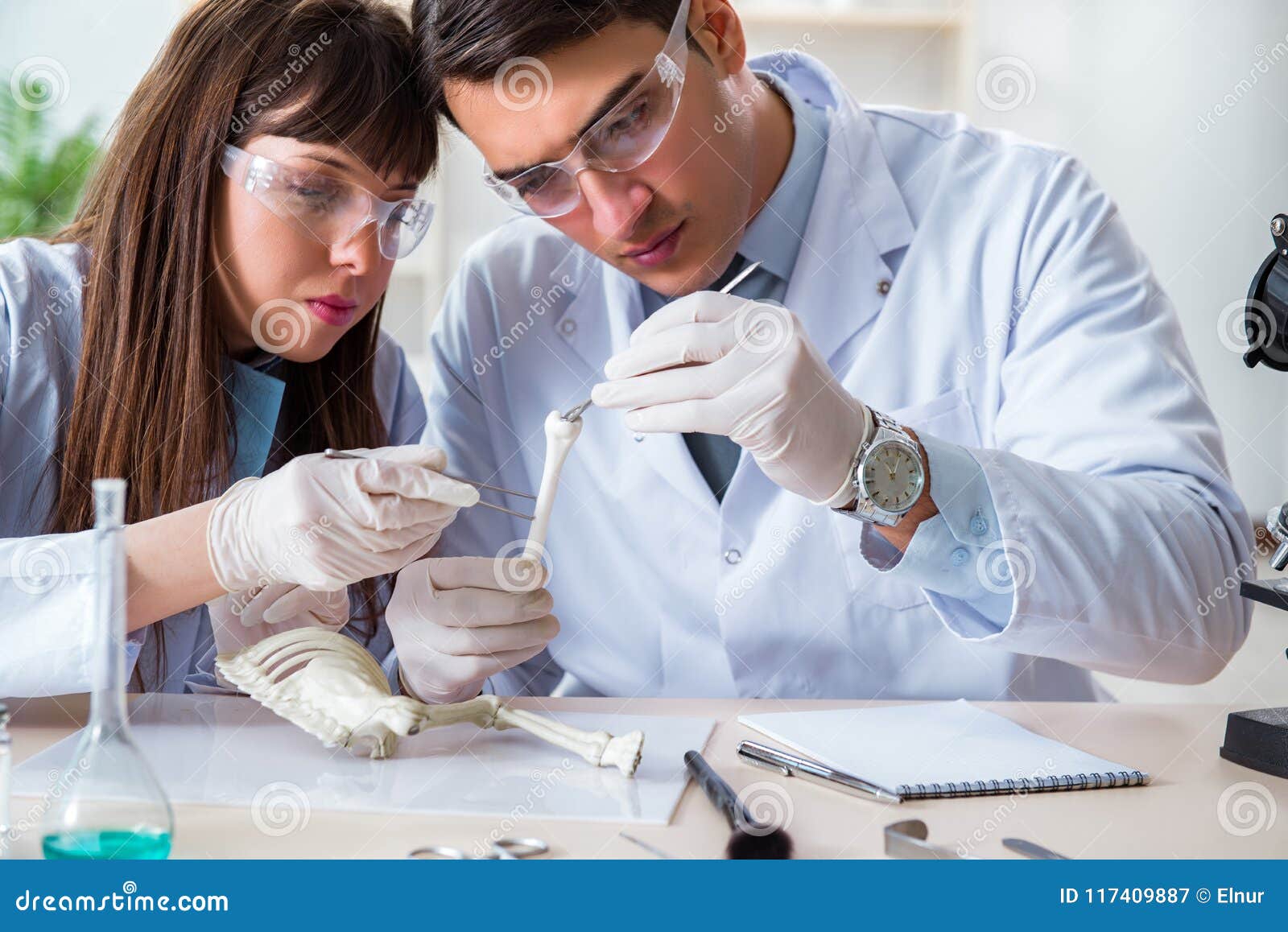 The Paleontologists Looking at Bones of Extinct Animals Stock Image ...