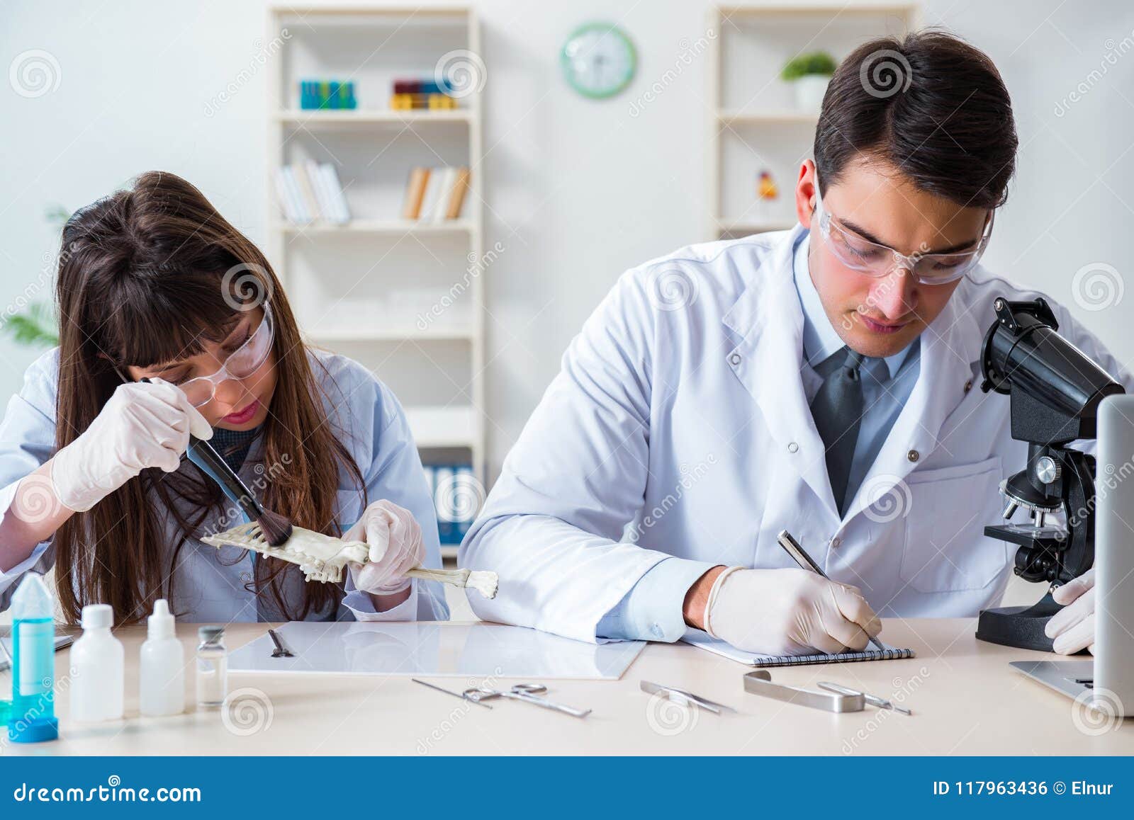 The Paleontologists Looking at Bones of Extinct Animals Stock Photo ...