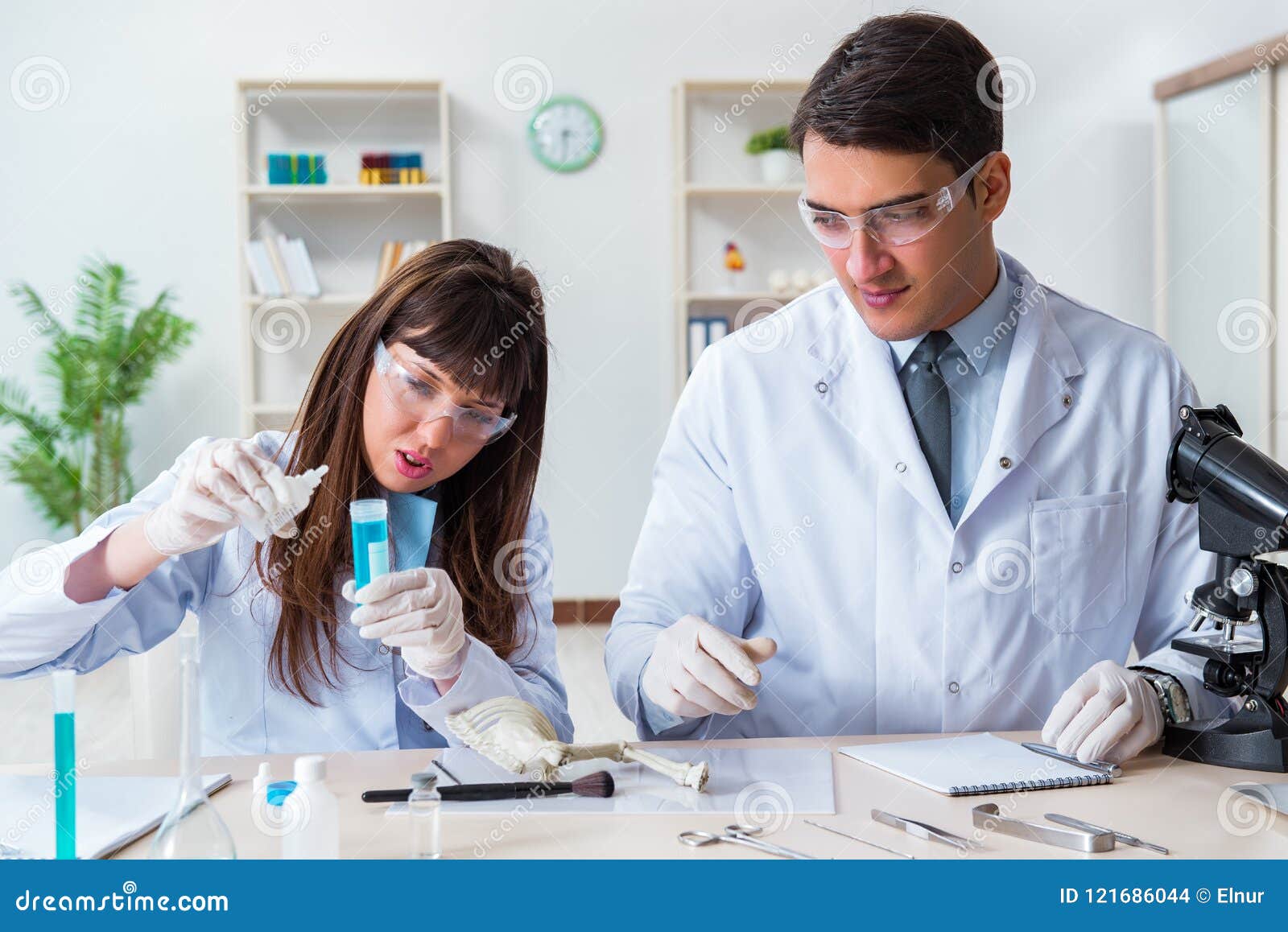 The Paleontologists Looking at Bones of Extinct Animals Stock Photo ...