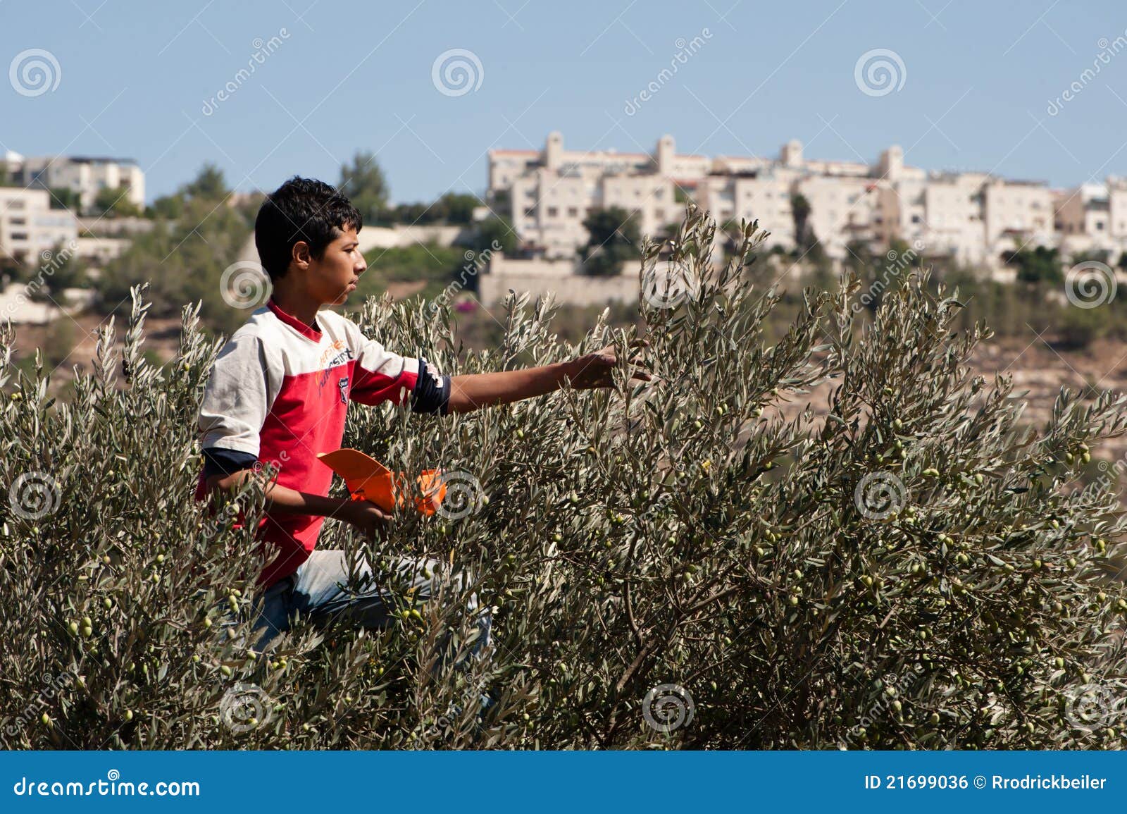 Palestine Olive Harvest editorial photo. Image of territories - 21699036
