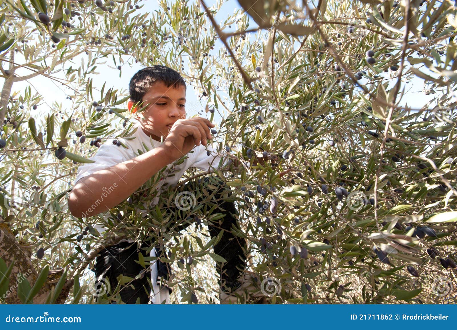 Palestine Olive Harvest editorial photography. Image of pick - 21711862