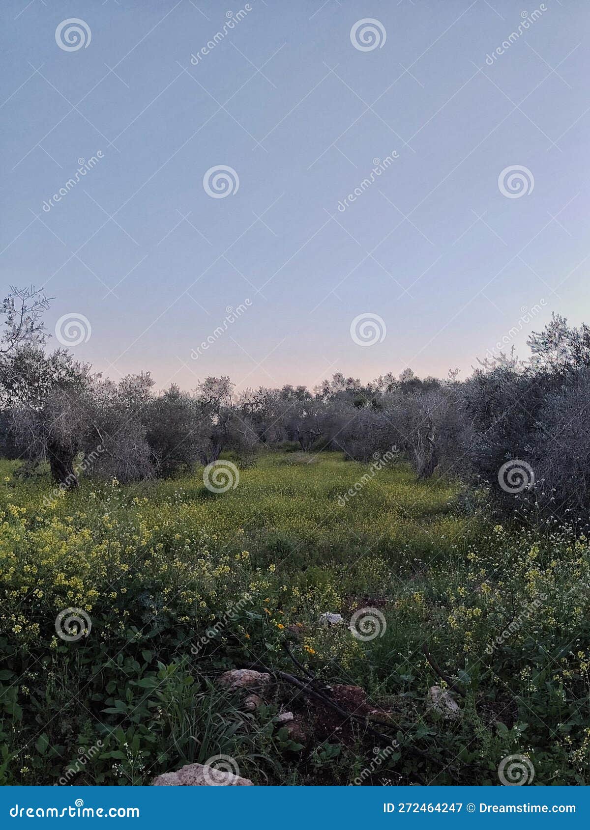 Palestine& X27;s Nature Olive Trees Stock Image - Image of winter ...