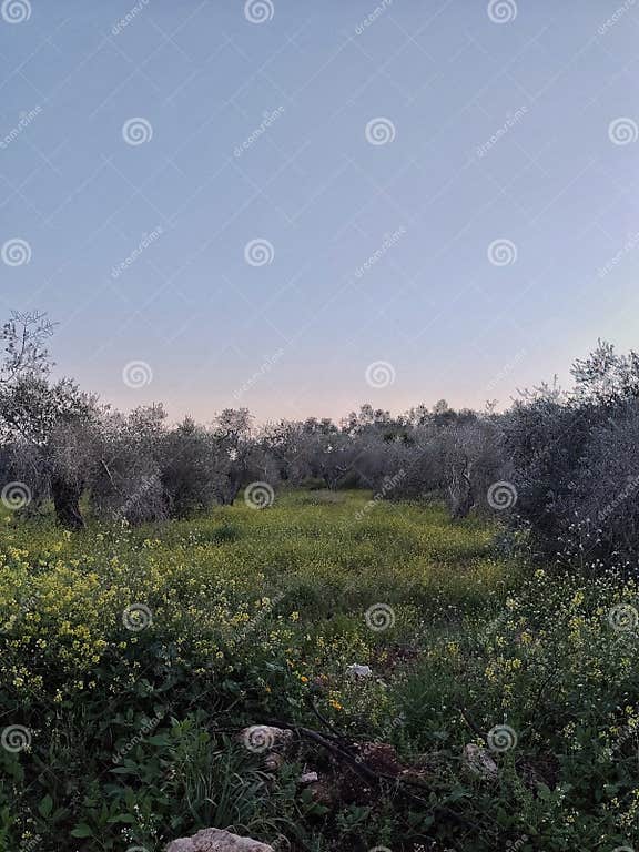 Palestine& X27;s Nature Olive Trees Stock Image - Image of winter ...