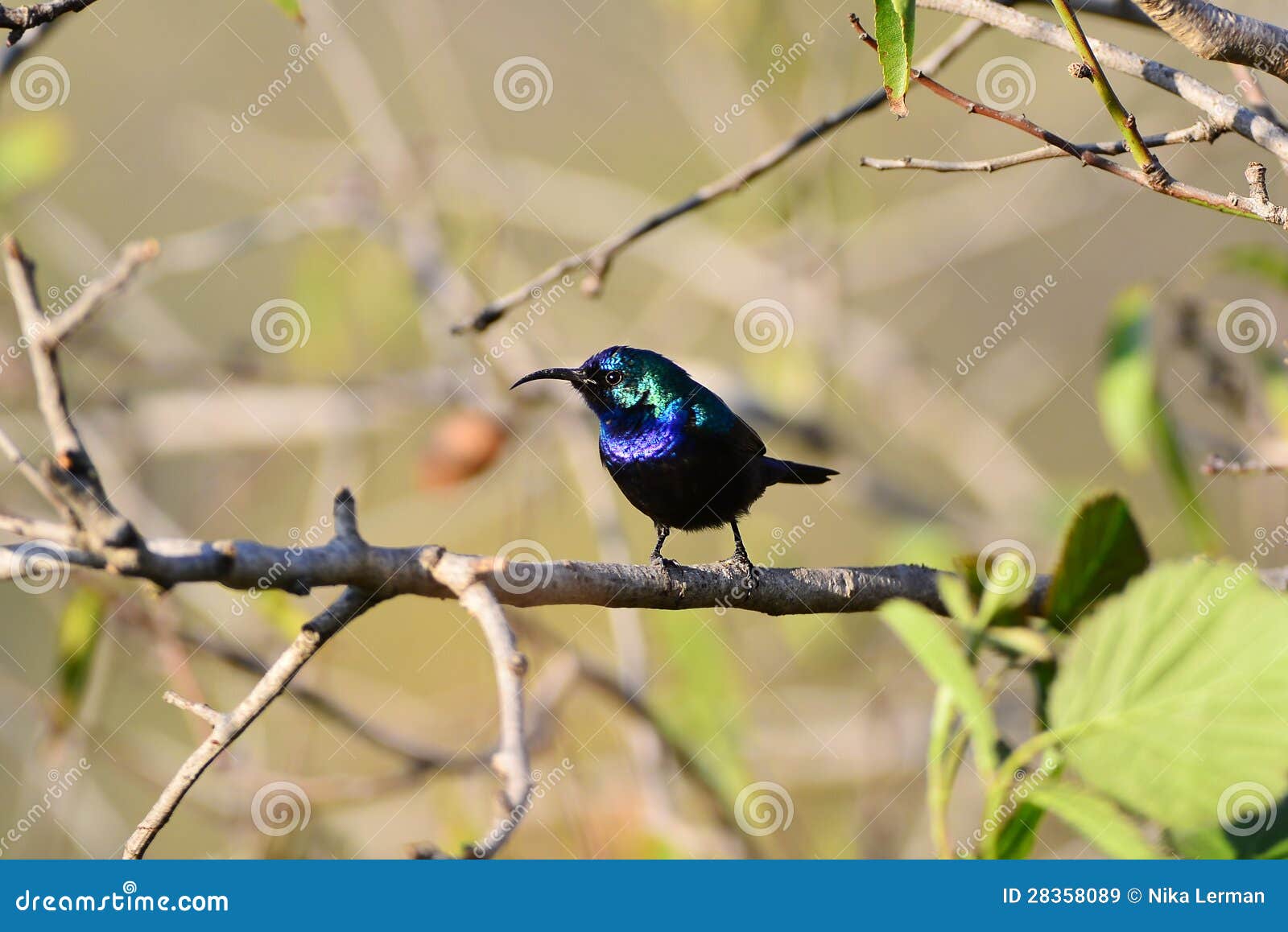 Palestine Sunbird stock image. Image of east, beautiful - 28358089
