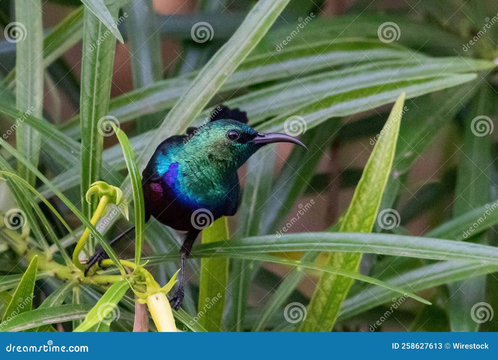 Palestine Sunbird in Its Natural Habitat Stock Image - Image of ...