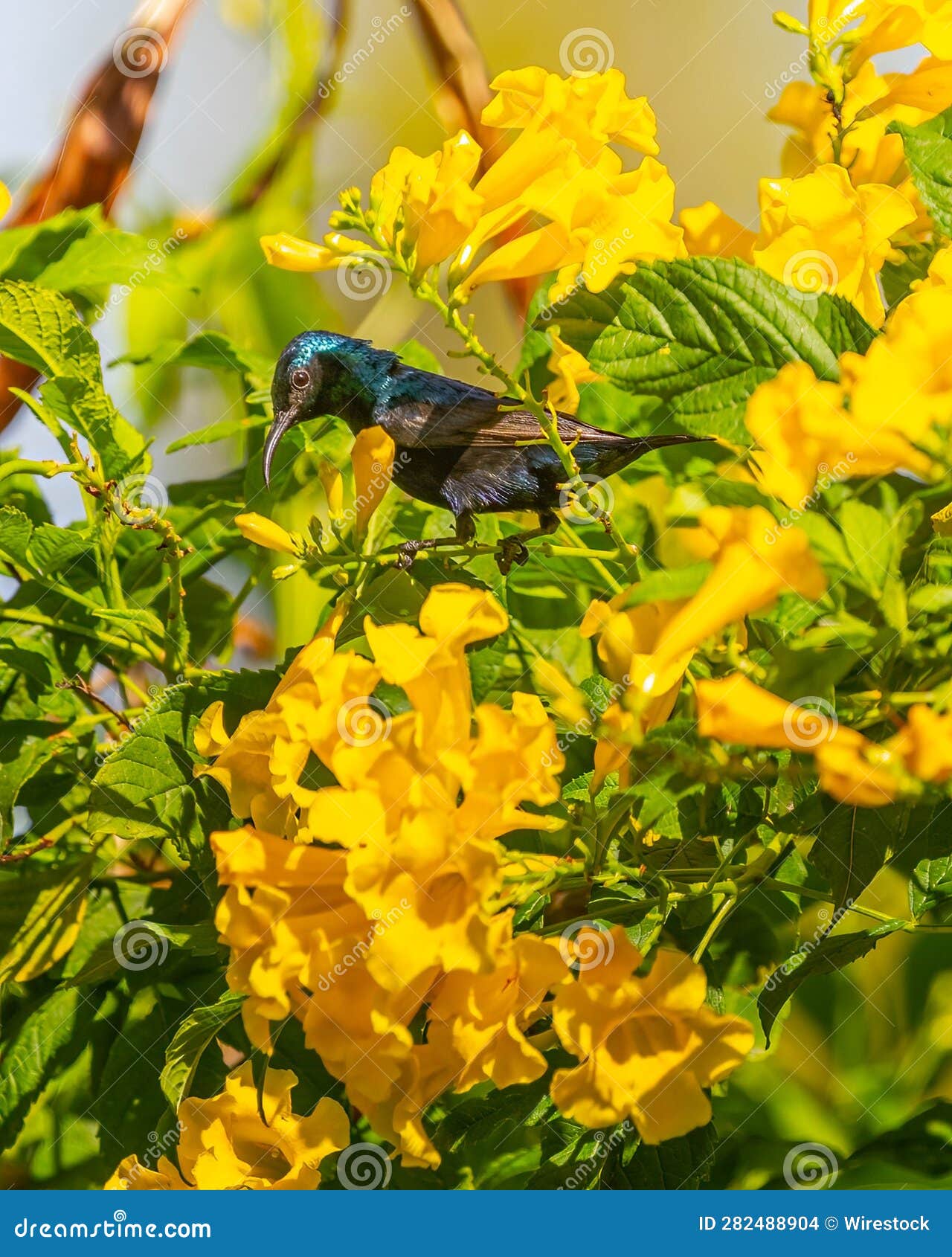Palestine Sunbird in Its Natural Habitat Stock Photo - Image of ...