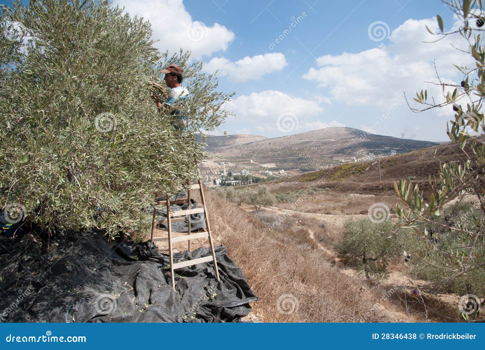Palestinian olive harvest editorial stock photo. Image of palestine ...