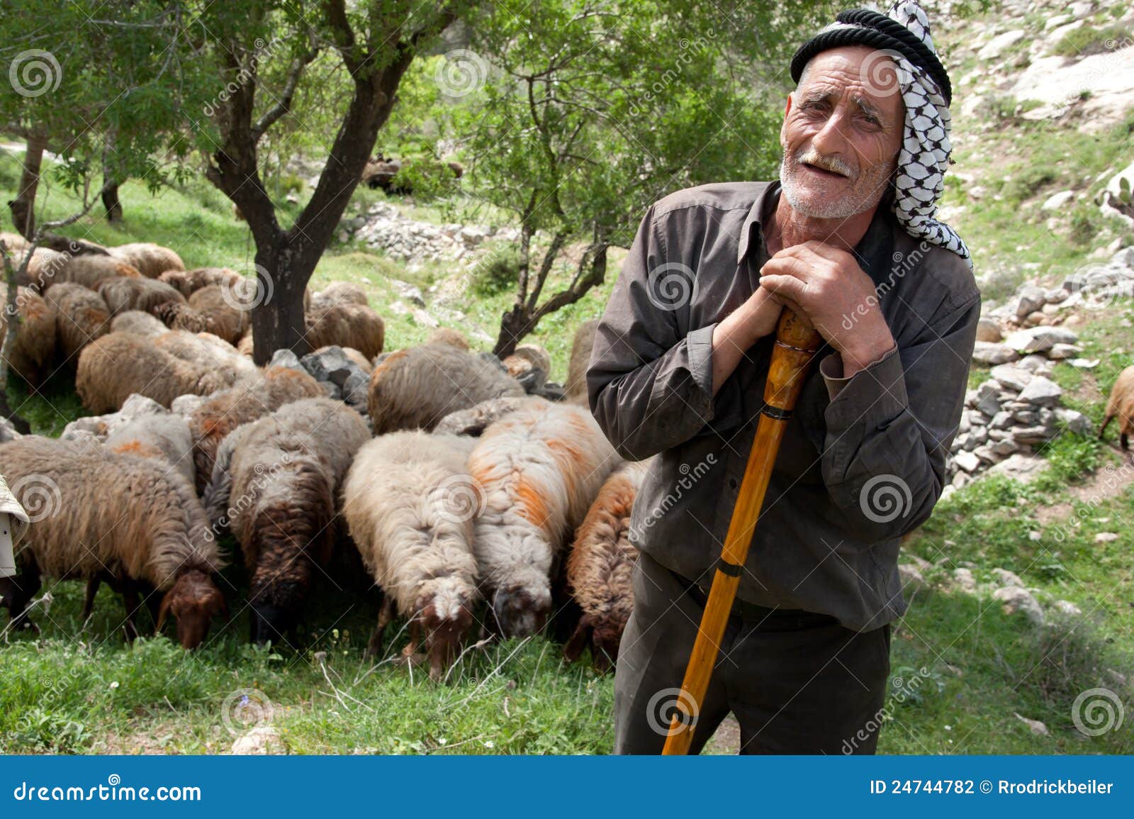 Palestinian shepherd editorial photography. Image of agriculture - 24744782