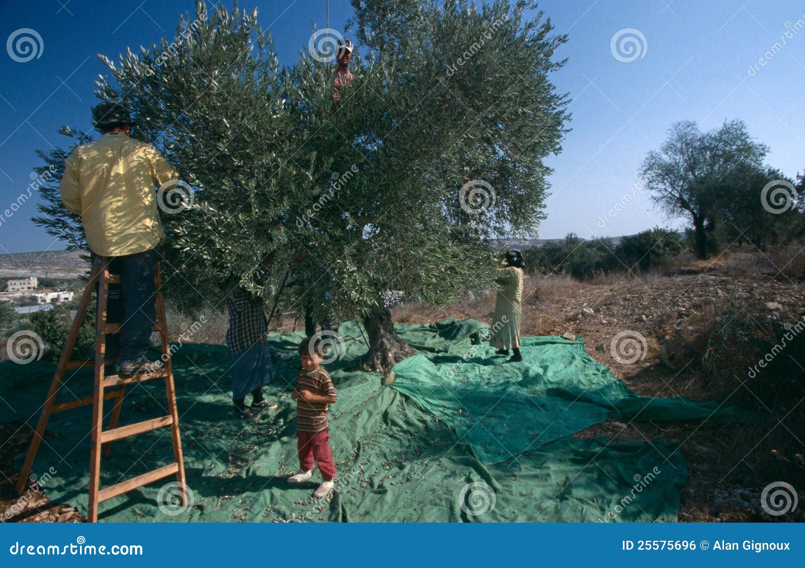 Palestinians Working in an Olive Grove. Editorial Photo - Image of ...
