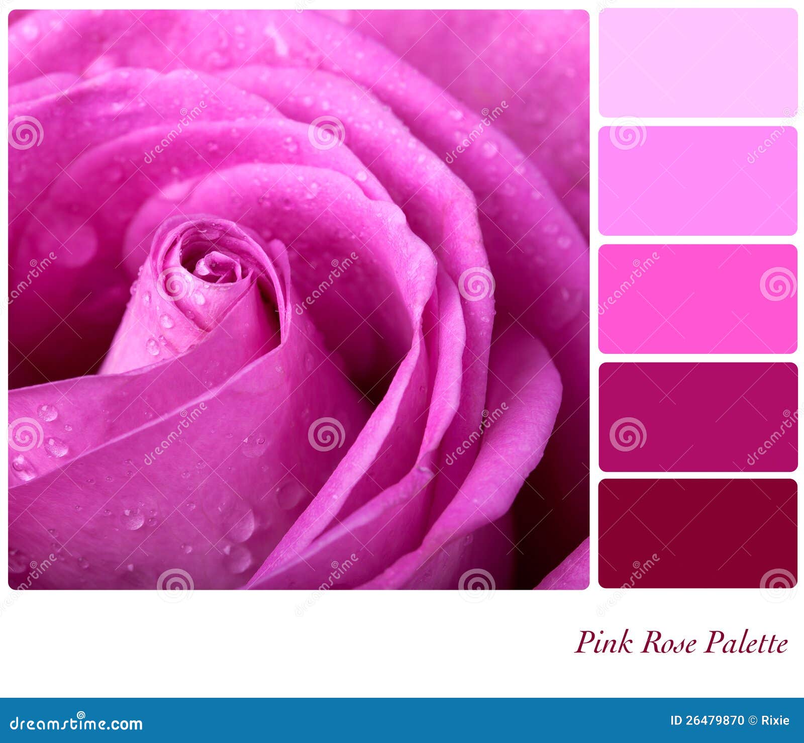 Paleta cor-de-rosa de Rosa foto de stock. Imagem de elegante - 26479870