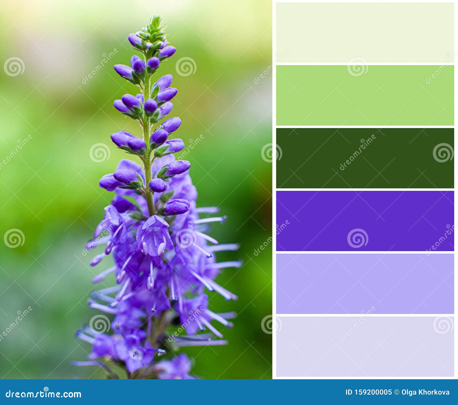 Paleta De Color De Flor Violeta Imagen de archivo - Imagen de textura ...