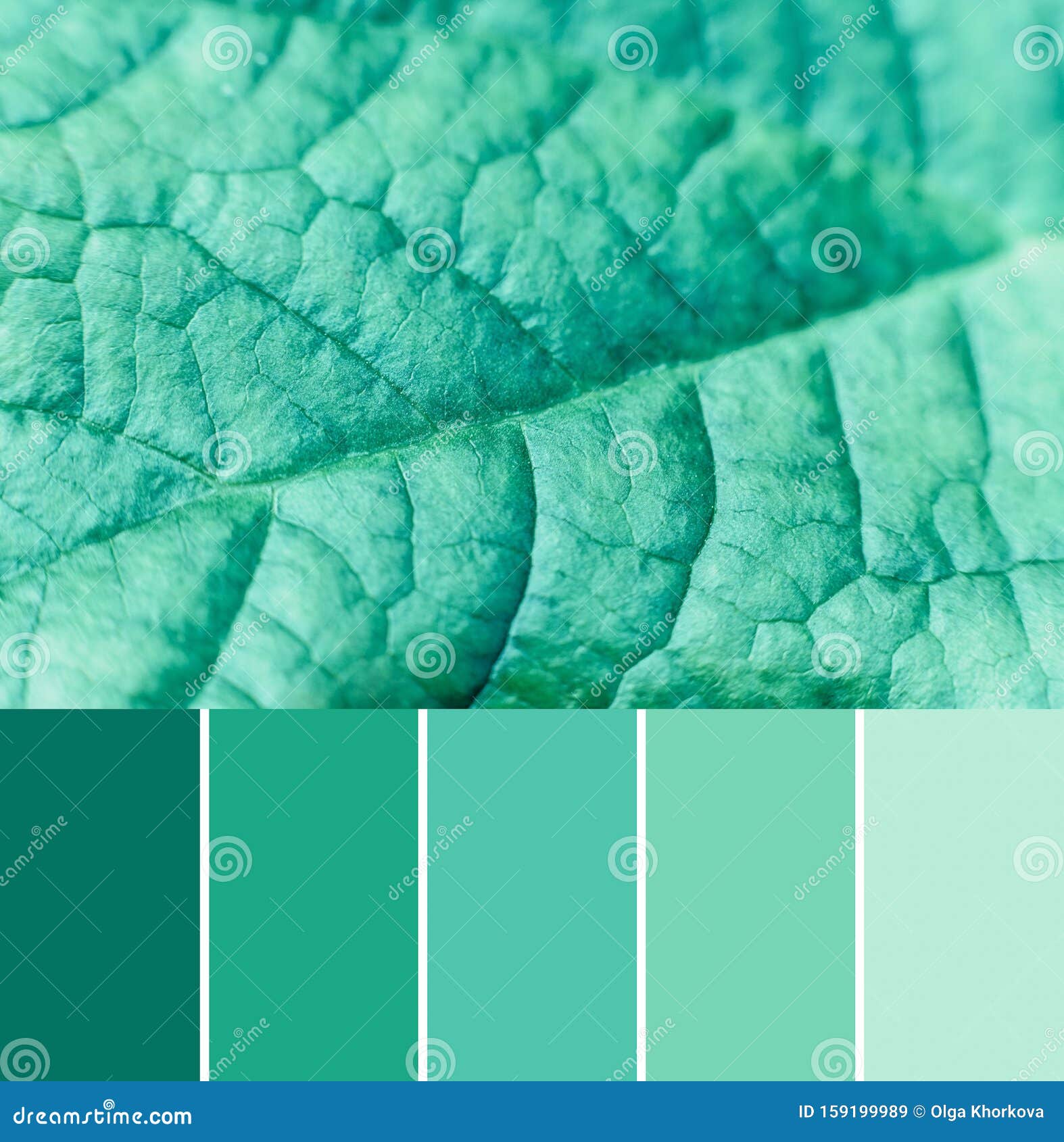 Carta De Colores De Tonos De Verde 5 COMBINACIONES DE COLORES EN