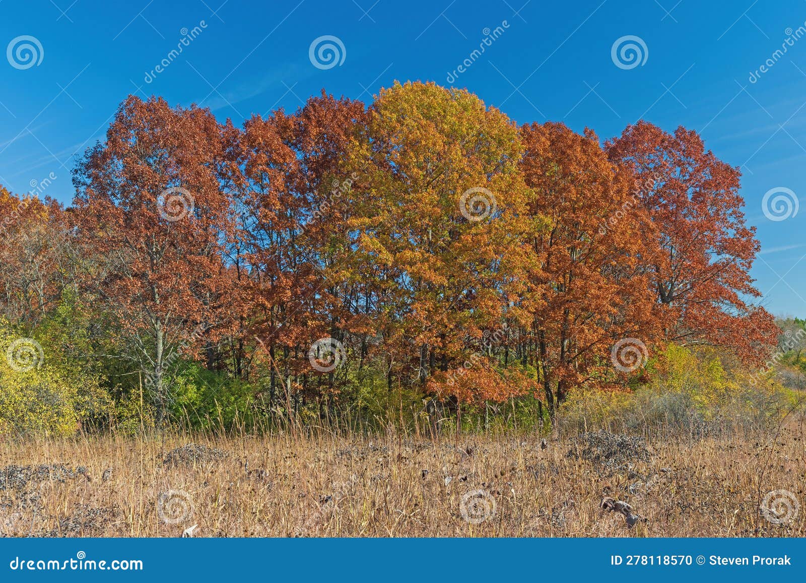 Palette of Colors in the Fall Forest Stock Photo - Image of october ...