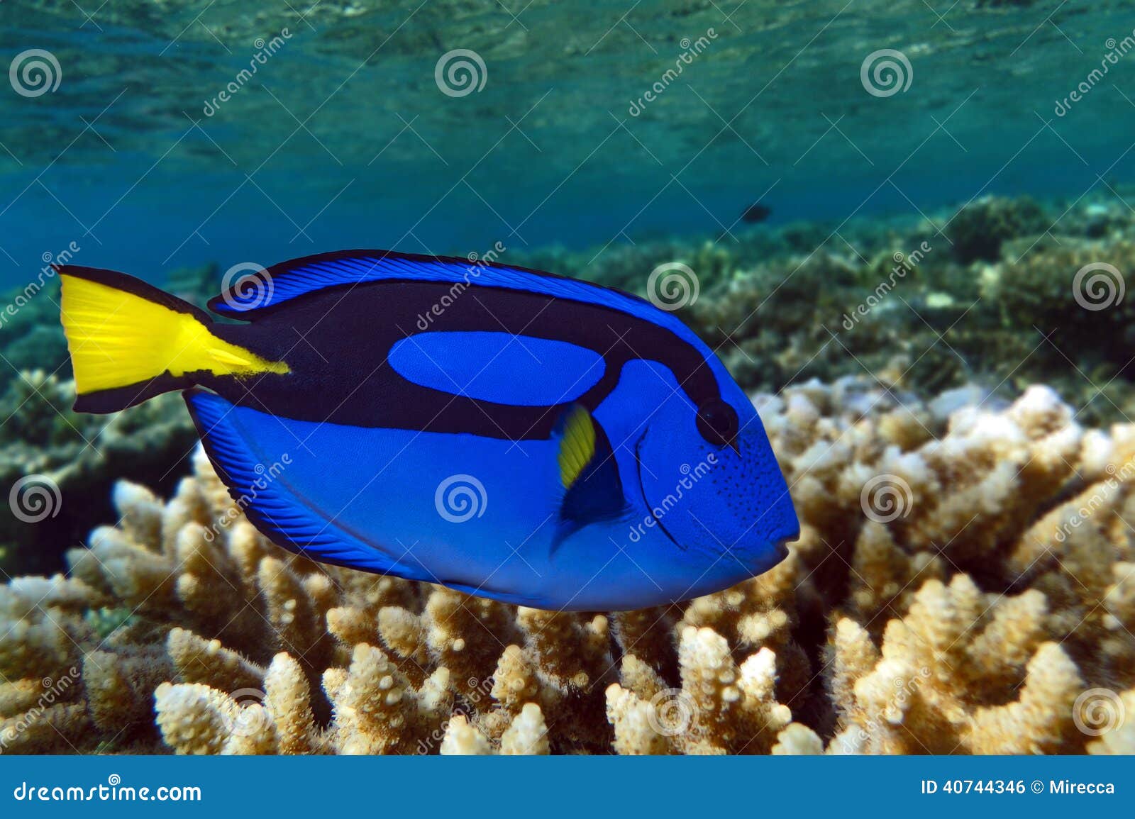 Palette Surgeonfish - Pacific Blue Tang Stock Photo - Image of nature ...