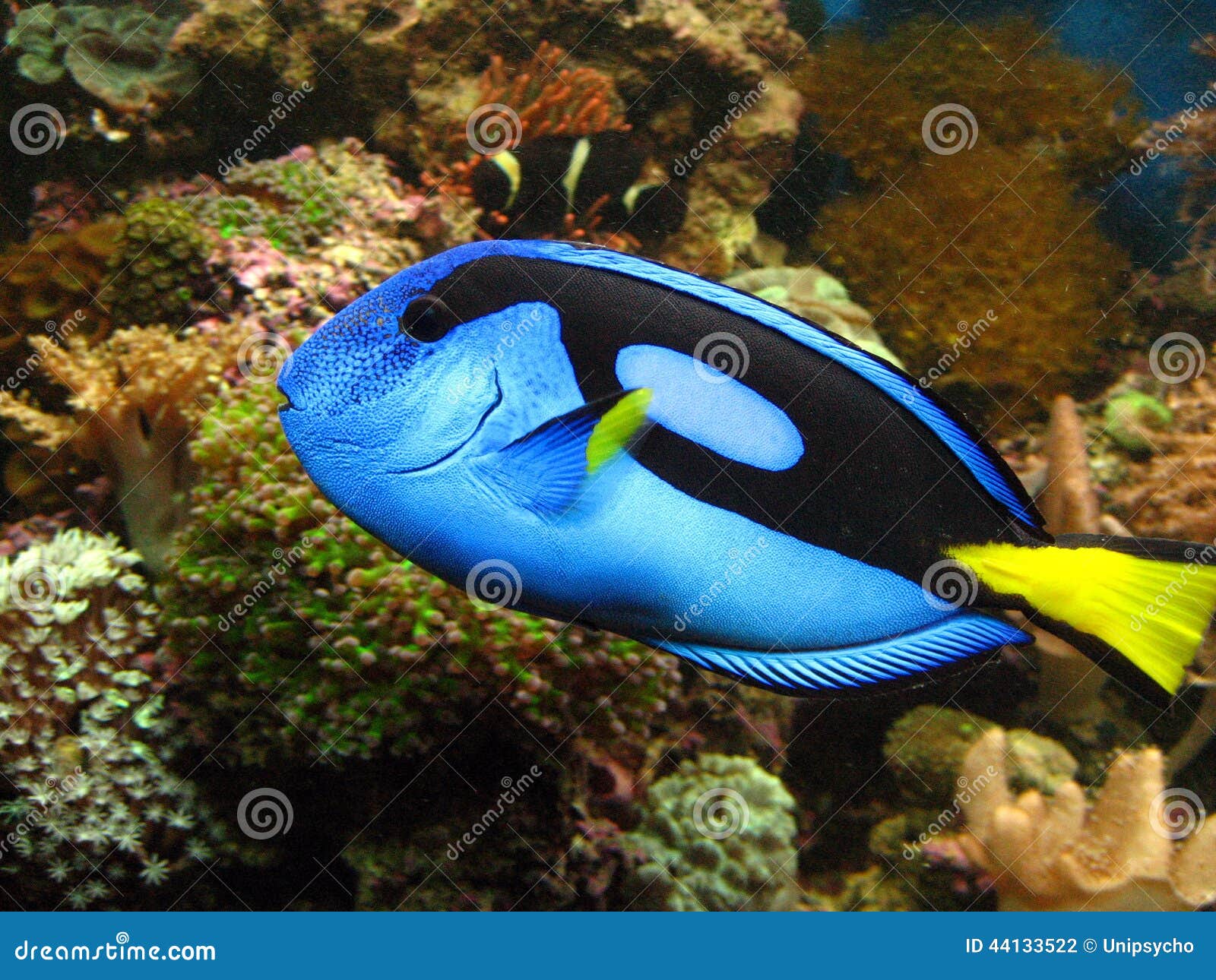 Paletten-Doktorfisch-Meeresfisch Stockfoto - Bild von riff, frech: 44133522