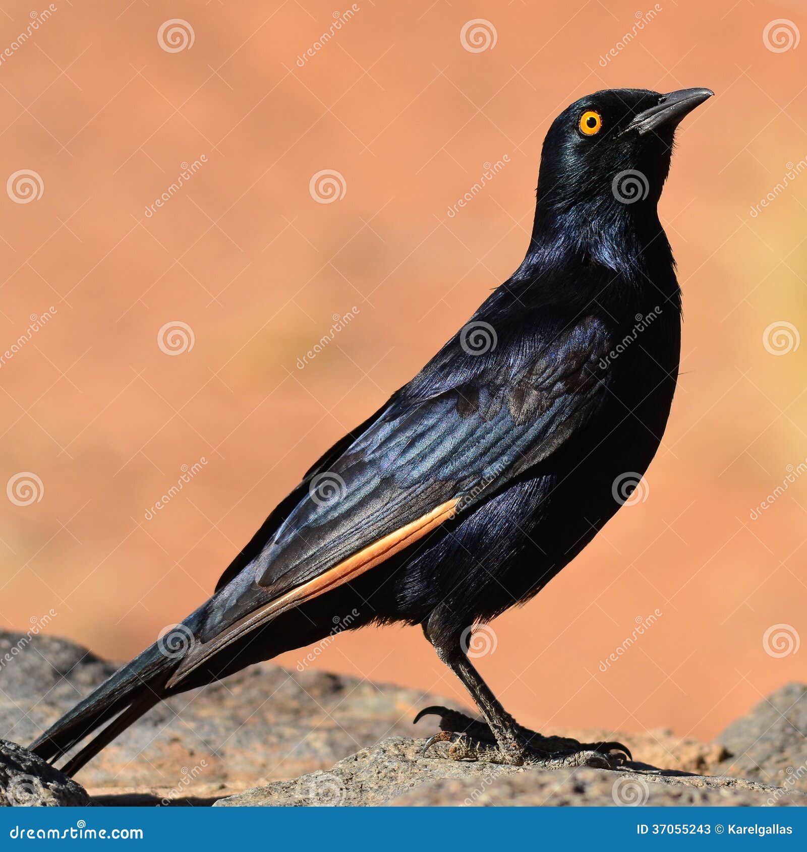 Palewinged starling stock image. Image of desert, namib - 37055243