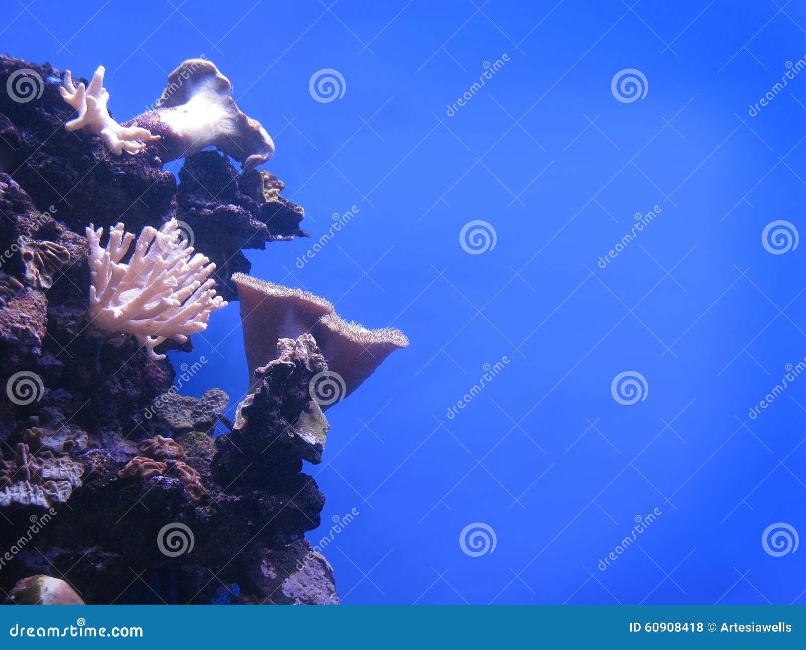 Palidezca - Los Corales Rosados Foto de archivo - Imagen de rosa ...