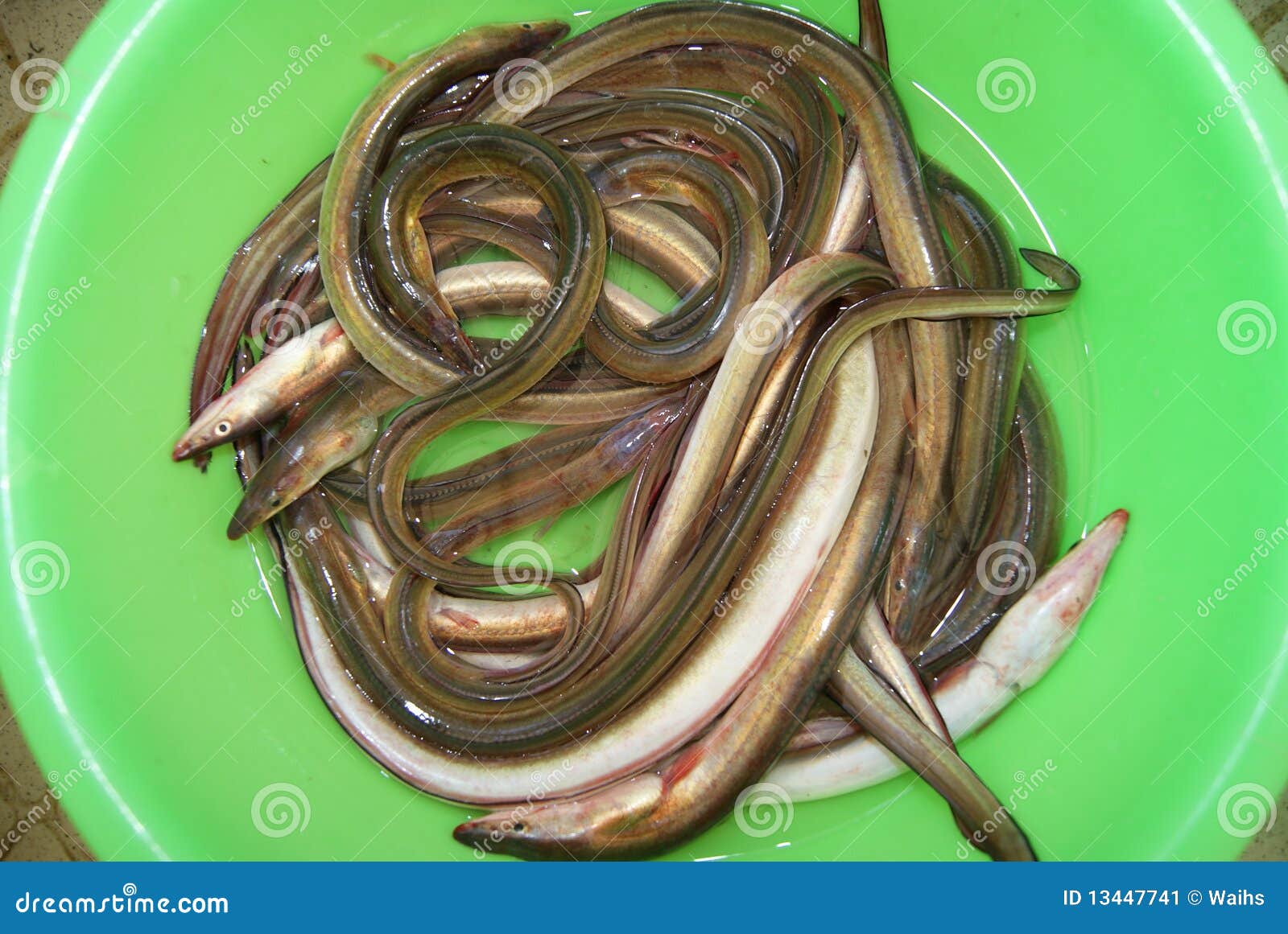 Paling stock afbeelding. Image of aquatisch, verleidelijk - 13447741