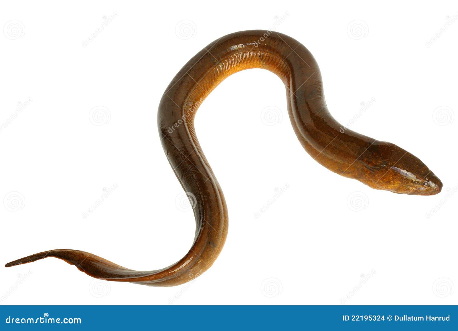 Paling. stock foto. Image of dieren, vissen, reptiel - 22195324