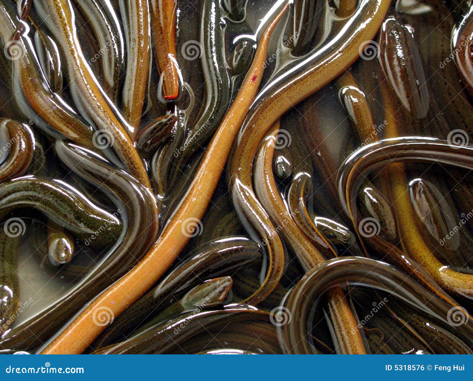 Paling stock foto. Image of bevlekt, mond, gevaarlijk - 5318576