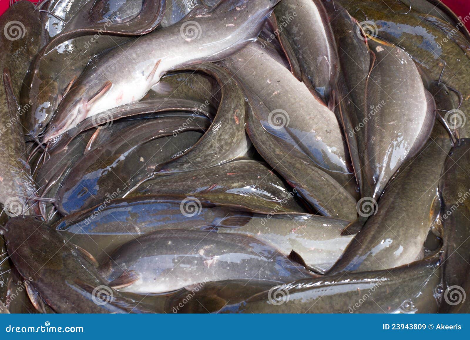 Palingen stock afbeelding. Image of visserij, recept - 23943809