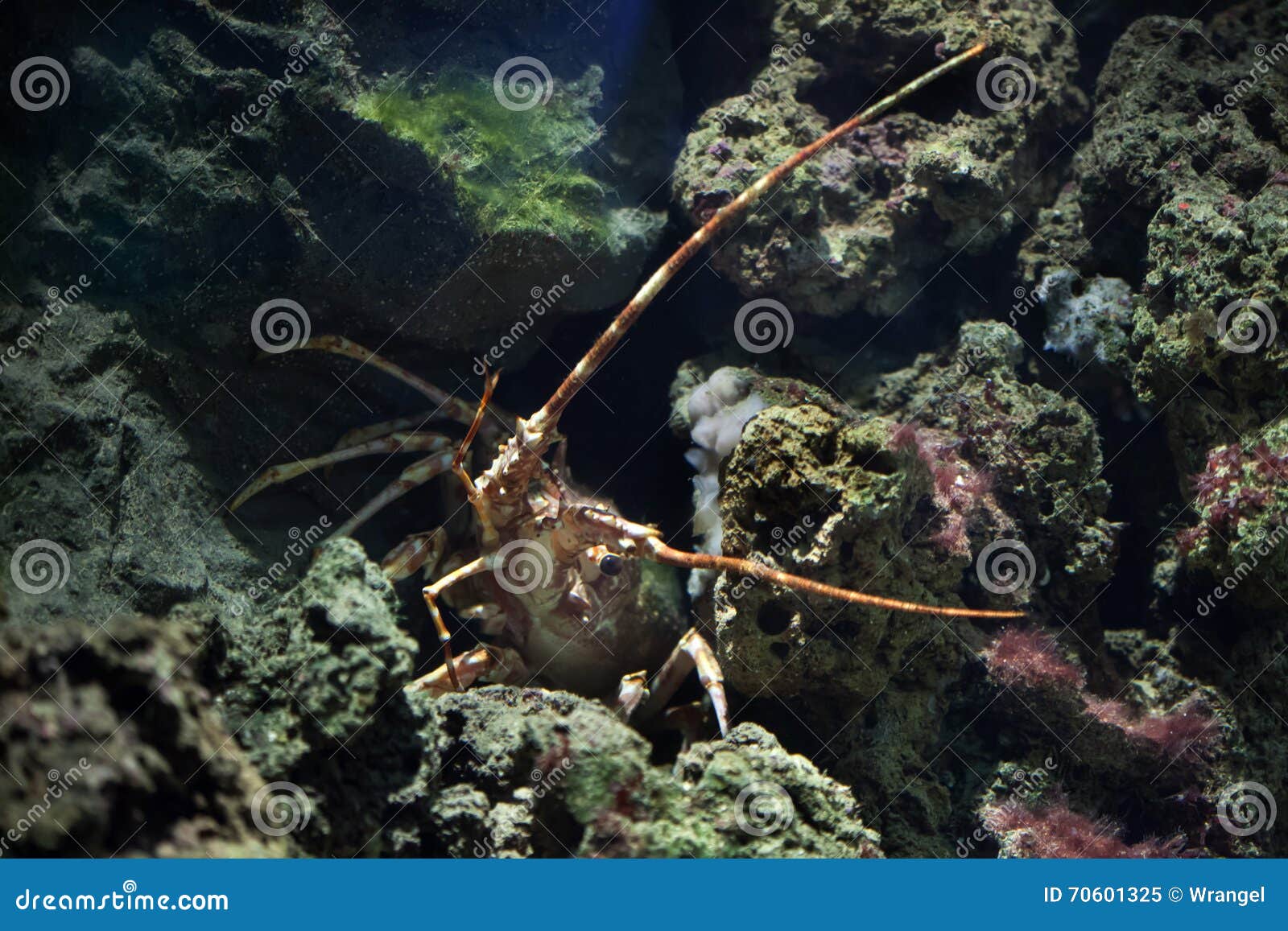Palinuro Comune (palinurus Elephas) Immagine Stock - Immagine di ...