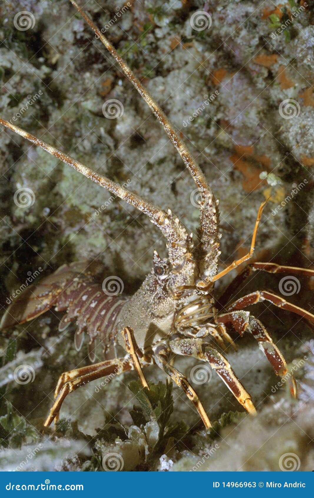 Palinurus Elephas stock image. Image of spiny, adriatic - 14966963