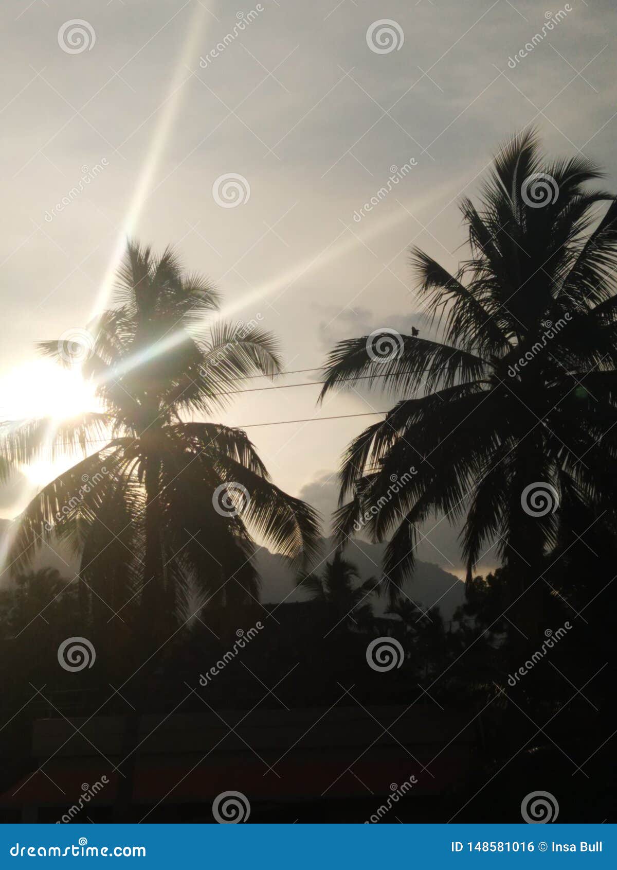 Pallam Nature Stock Photos - Free & Royalty-Free Stock Photos from ...