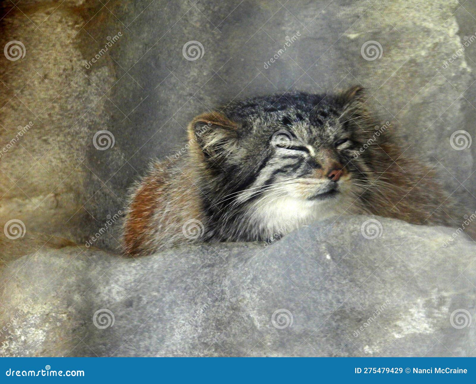 Pallas` Cat Resting in Rocky Setting Stock Image - Image of mammal ...