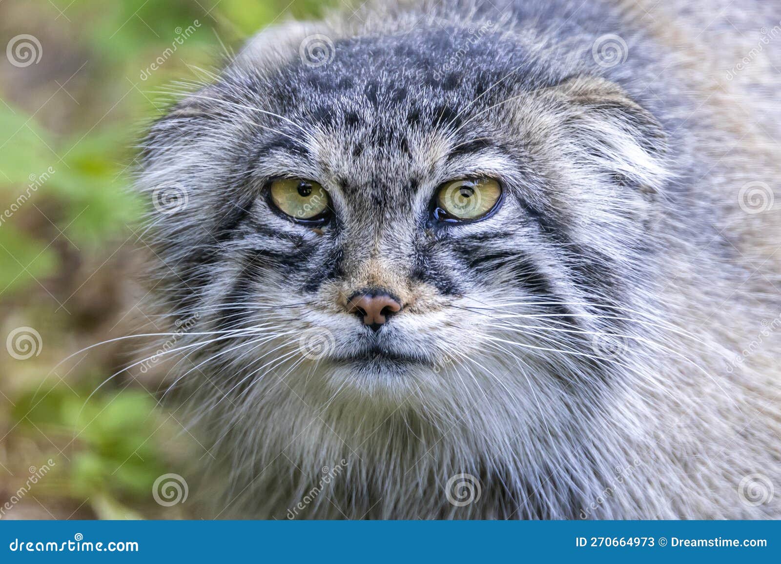 The Pallas's Cat (Otocolobus Manul) Royalty-Free Stock Photography ...
