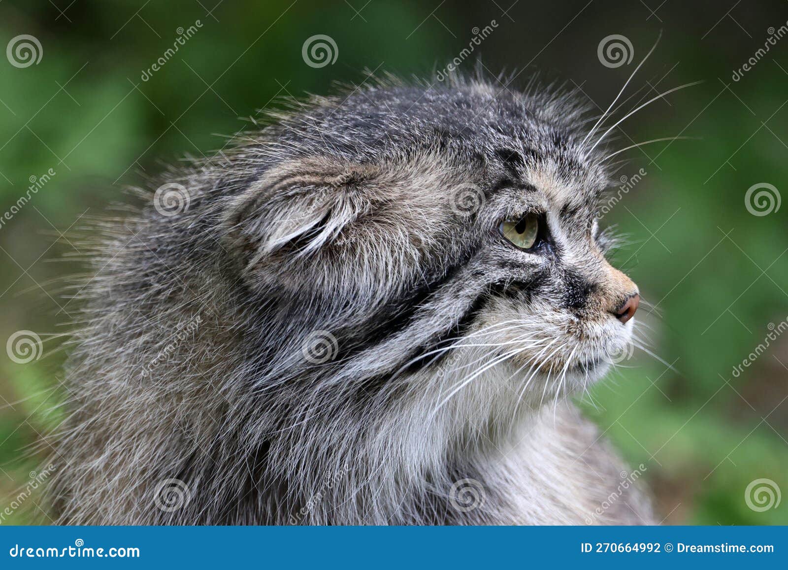 Pallass Cat, Otocolobus Manul Royalty-Free Stock Photography ...
