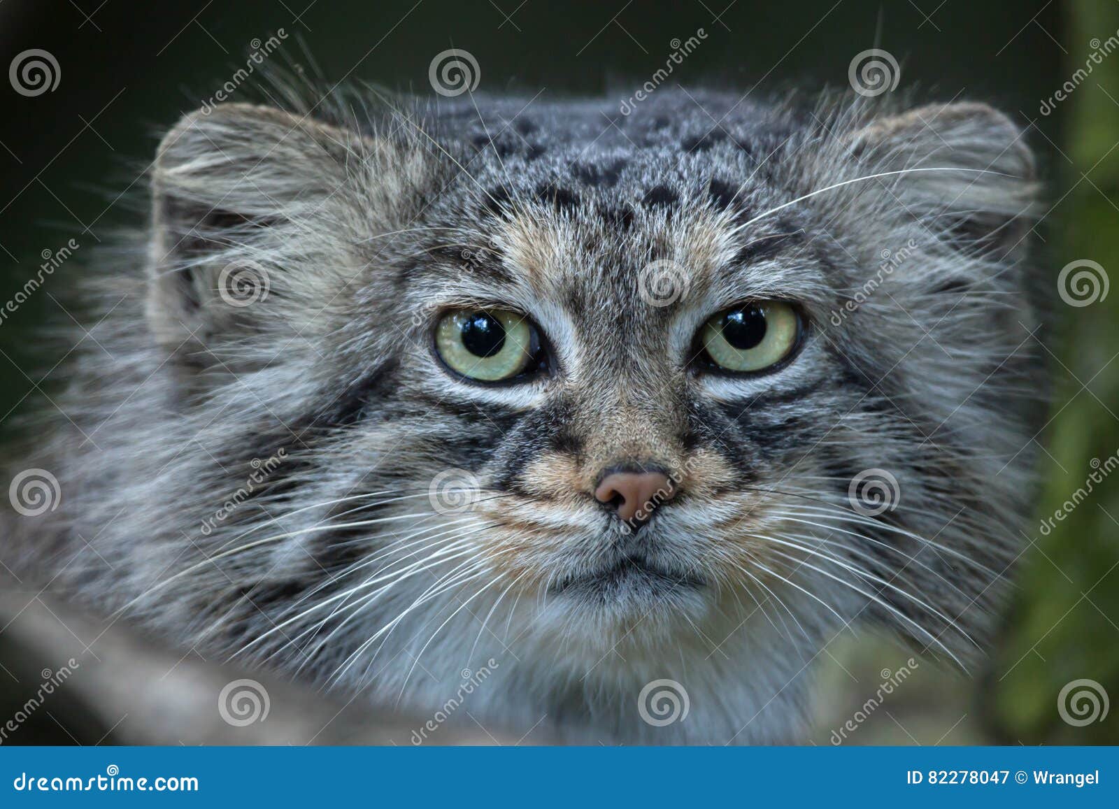 Pallas`s Cat Otocolobus Manul Stock Image - Image of felidae, felis ...
