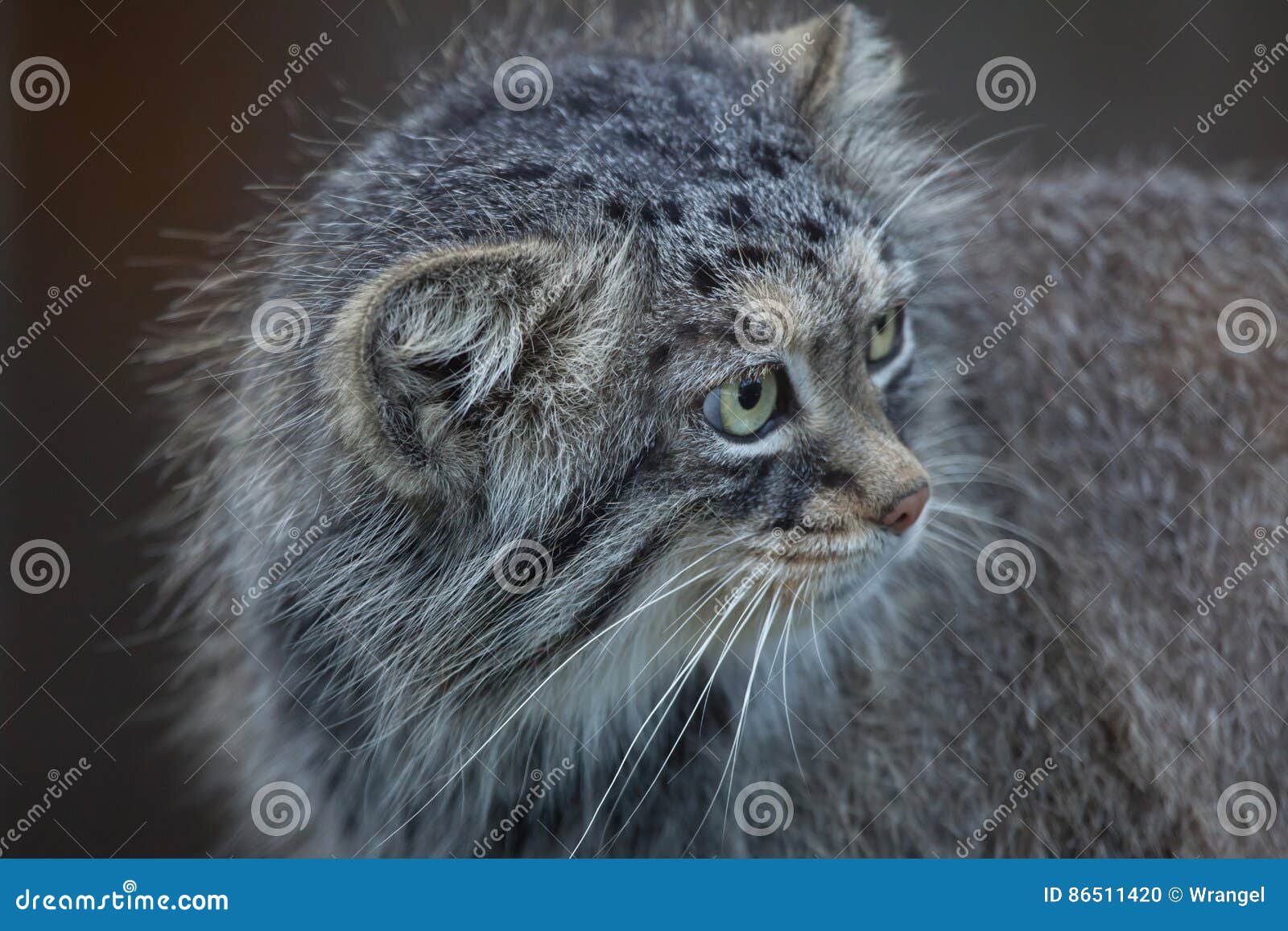 Pallas`s Cat Otocolobus Manul Stock Photo - Image of carnivore ...