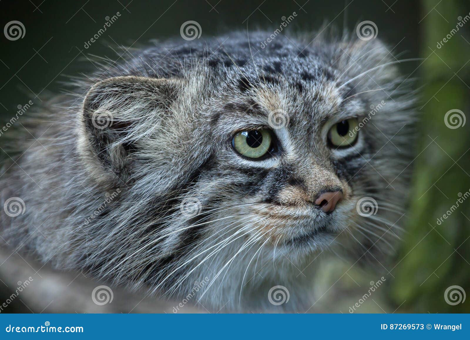 Pallas`s Cat Otocolobus Manul Stock Image - Image of mammals, fauna ...