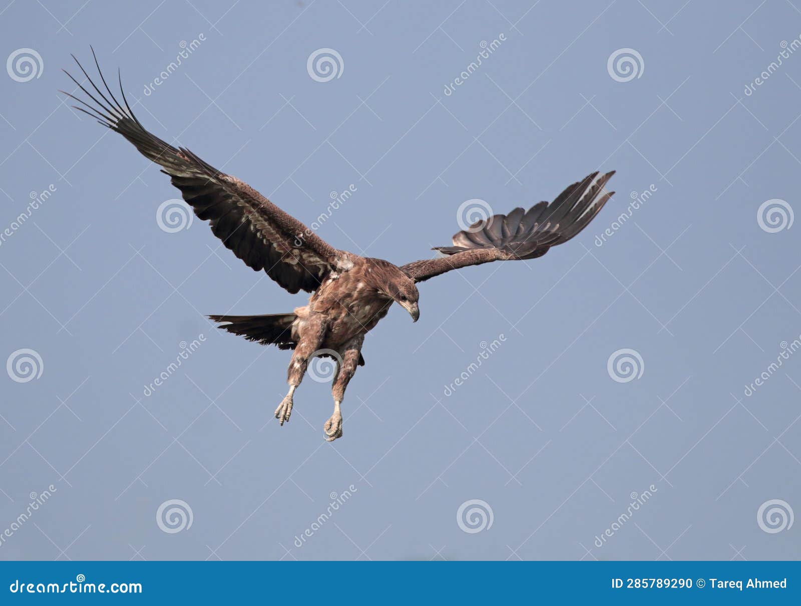 Pallas S Fish Eagle ( Haliaeetus Leucoryphus) Stock Photo - Image of ...