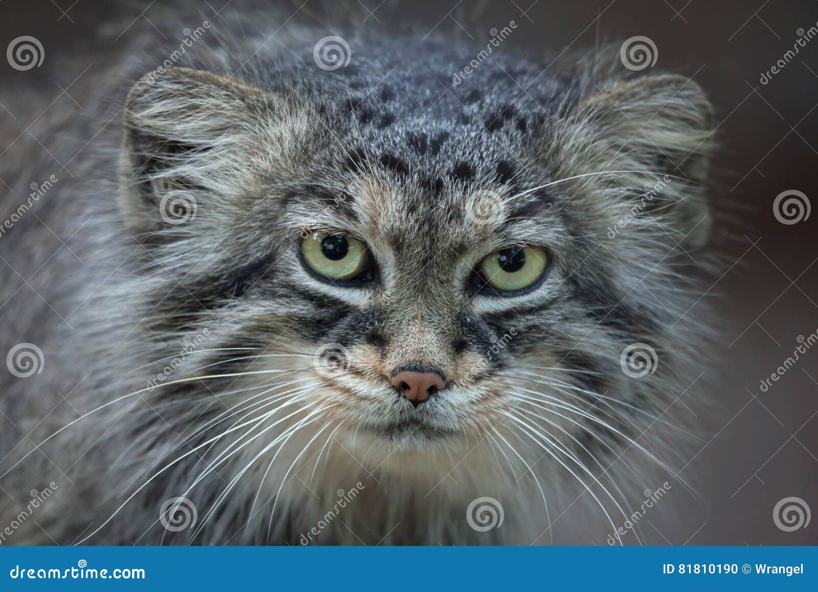 Pallas-` S Katze Otocolobus-manul Stockfoto - Bild von wild, zentral ...