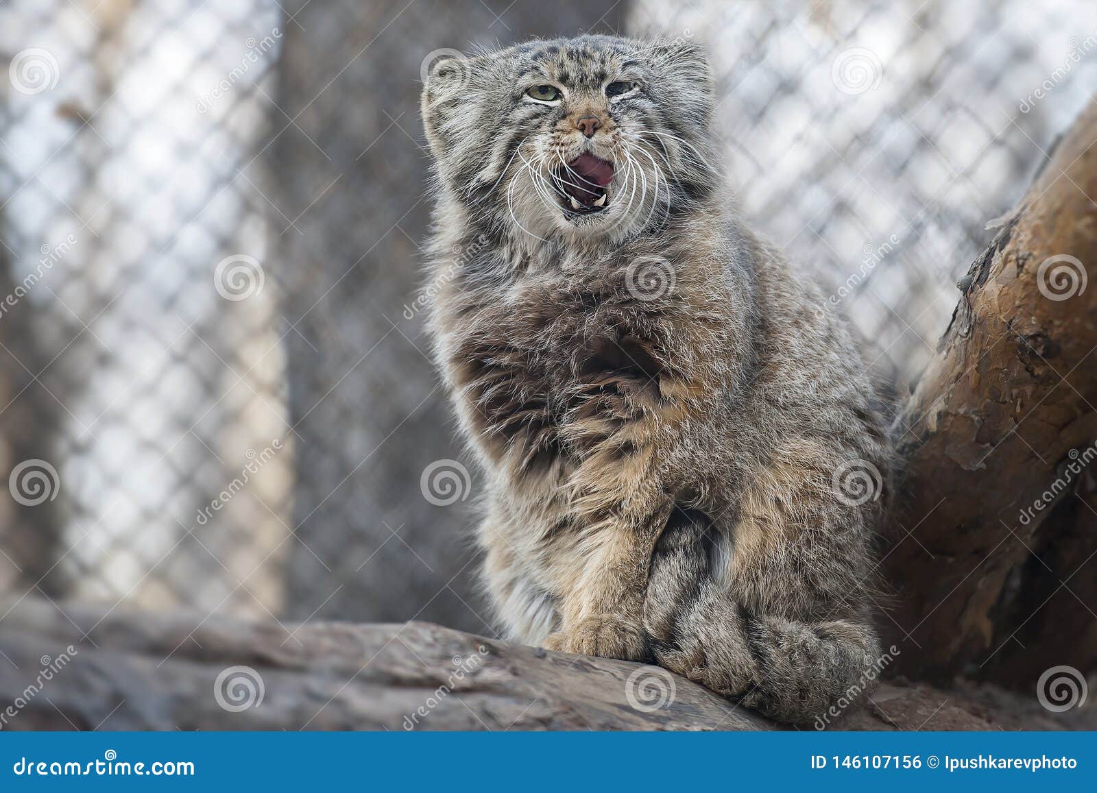 Pallas ` S?Otocolobus Manul E 库存照片 - 图片 包括有 本质, 动物区系: 146107156