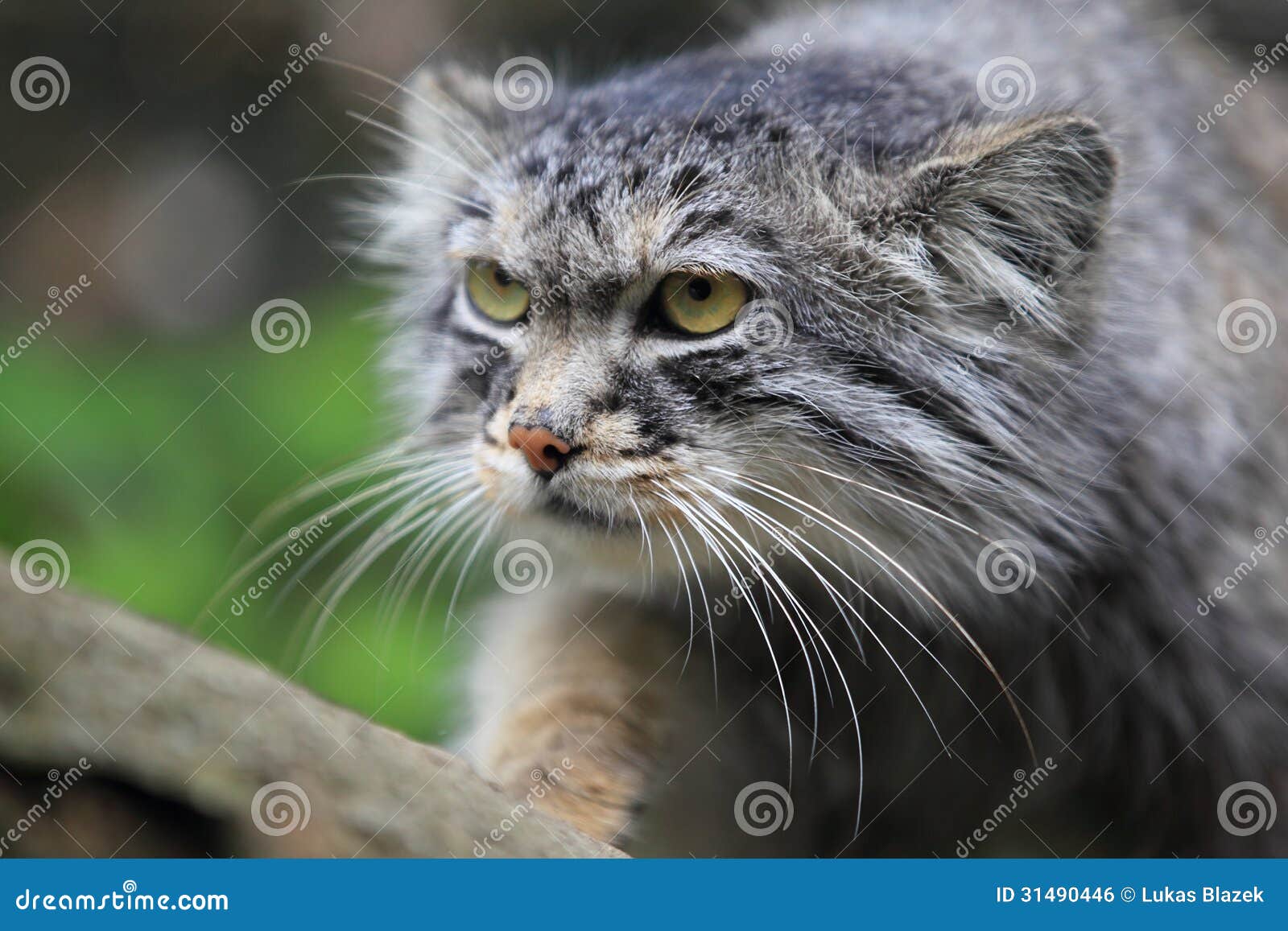 Pallaskat stock foto. Image of nave, dier, naderen, paar - 31490446