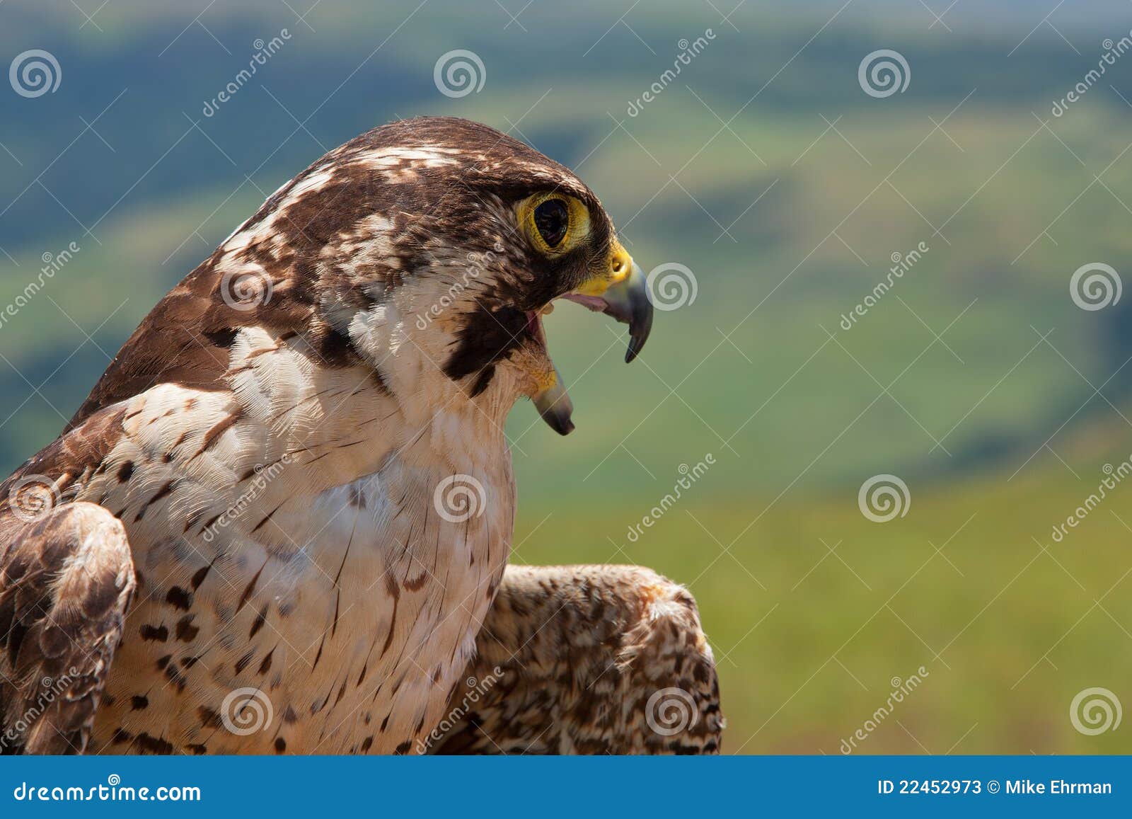 Pallid Harier stock image. Image of nature, carnivore - 22452973