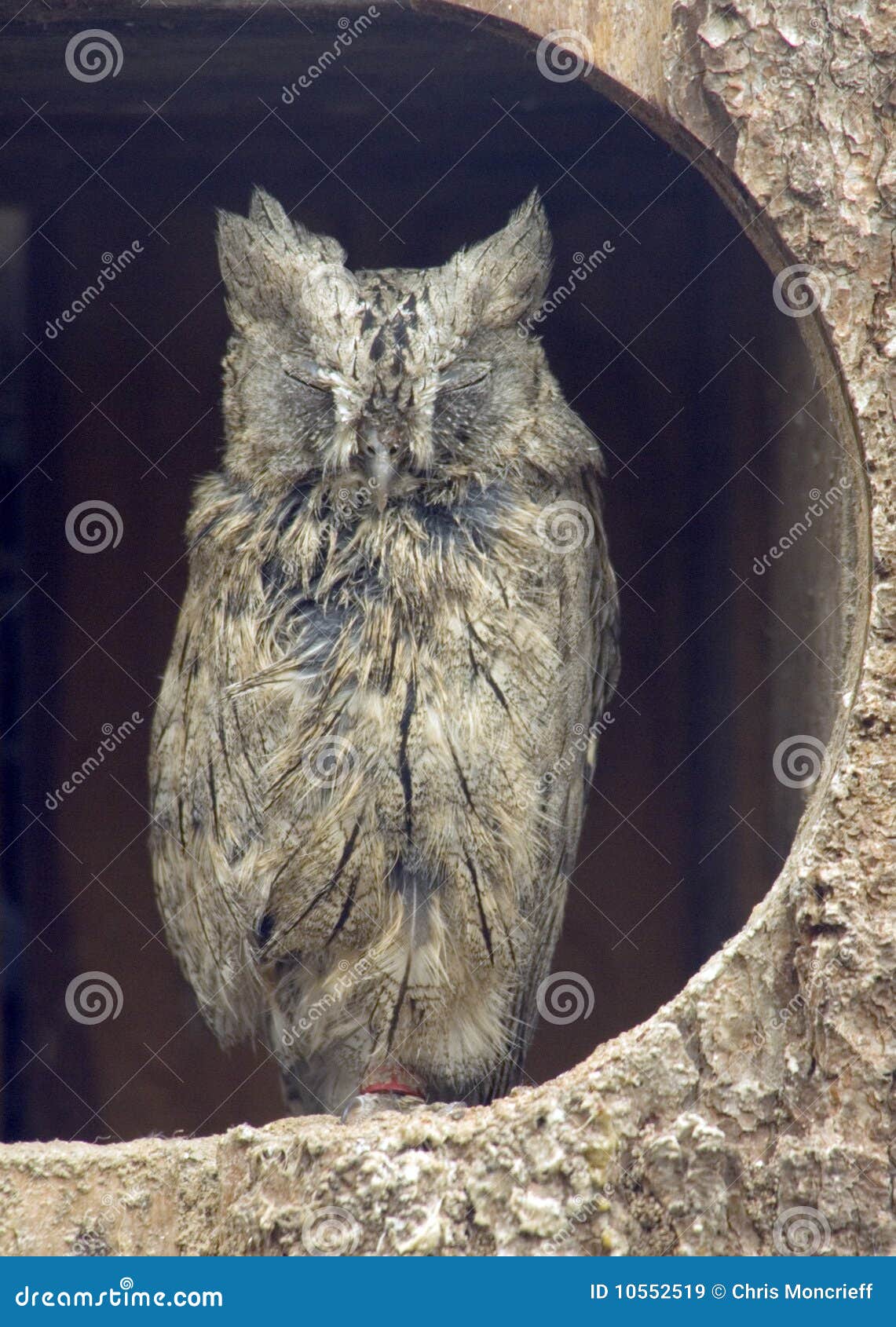 Pallid (Striated) Scops Owl Stock Image - Image of portraits, chick ...