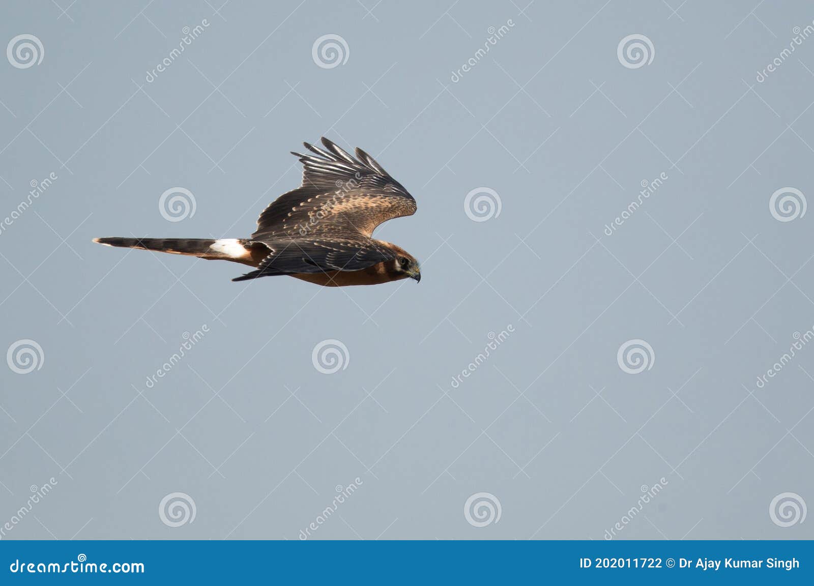 Pallied harrier in air stock photo. Image of beak, falco - 202011722