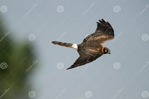 Pallied harrier flying stock image. Image of creature - 202011819