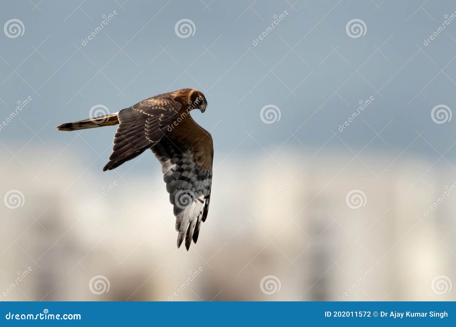 Pallied Harrier Looking Down in Flight Stock Photo - Image of bipedal ...