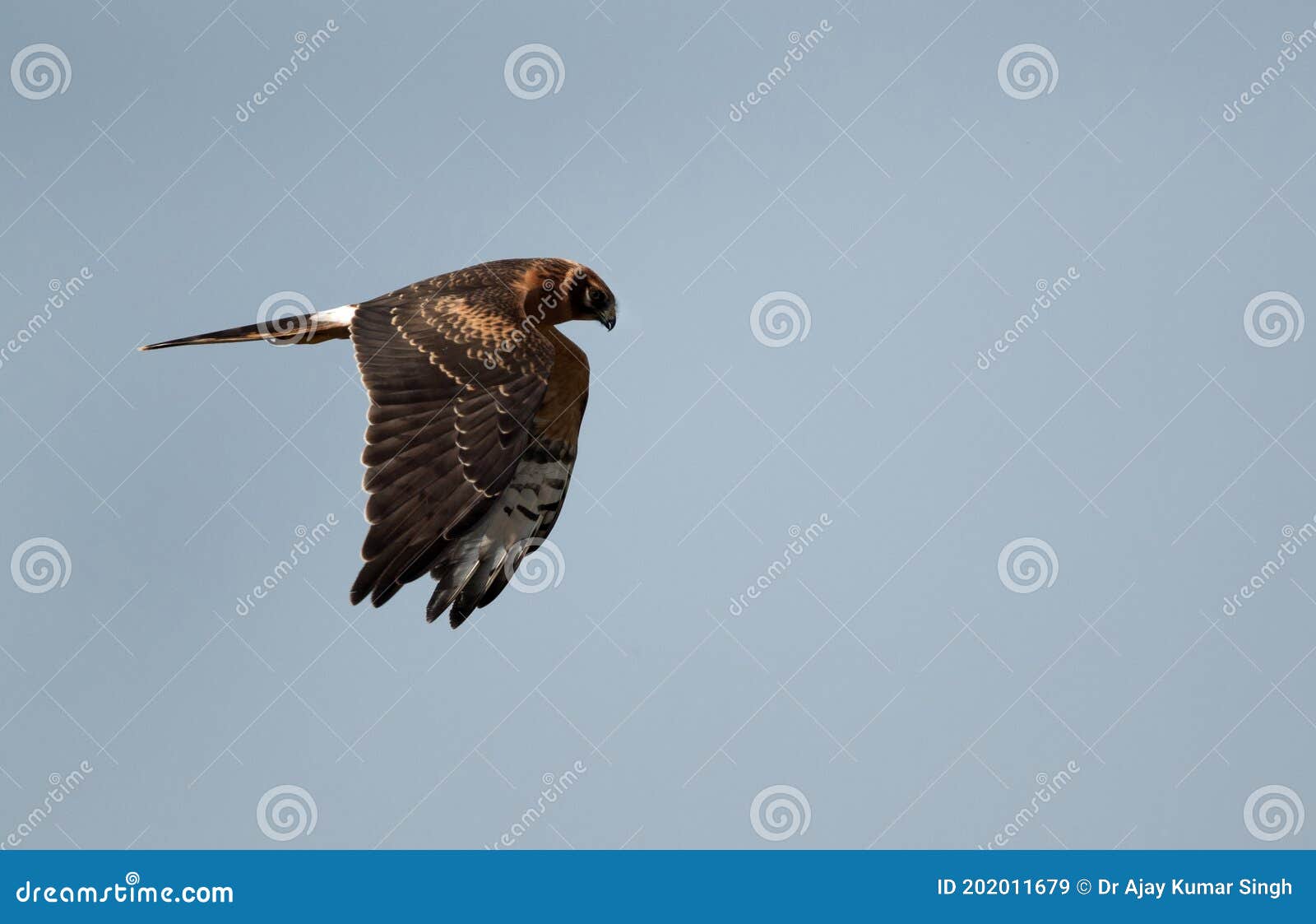 Pallied Harrier Looking Down while Flying Stock Image - Image of ...